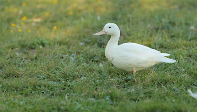 Liquid duck eggs launched for US foodservice industry | WATTPoultry.com