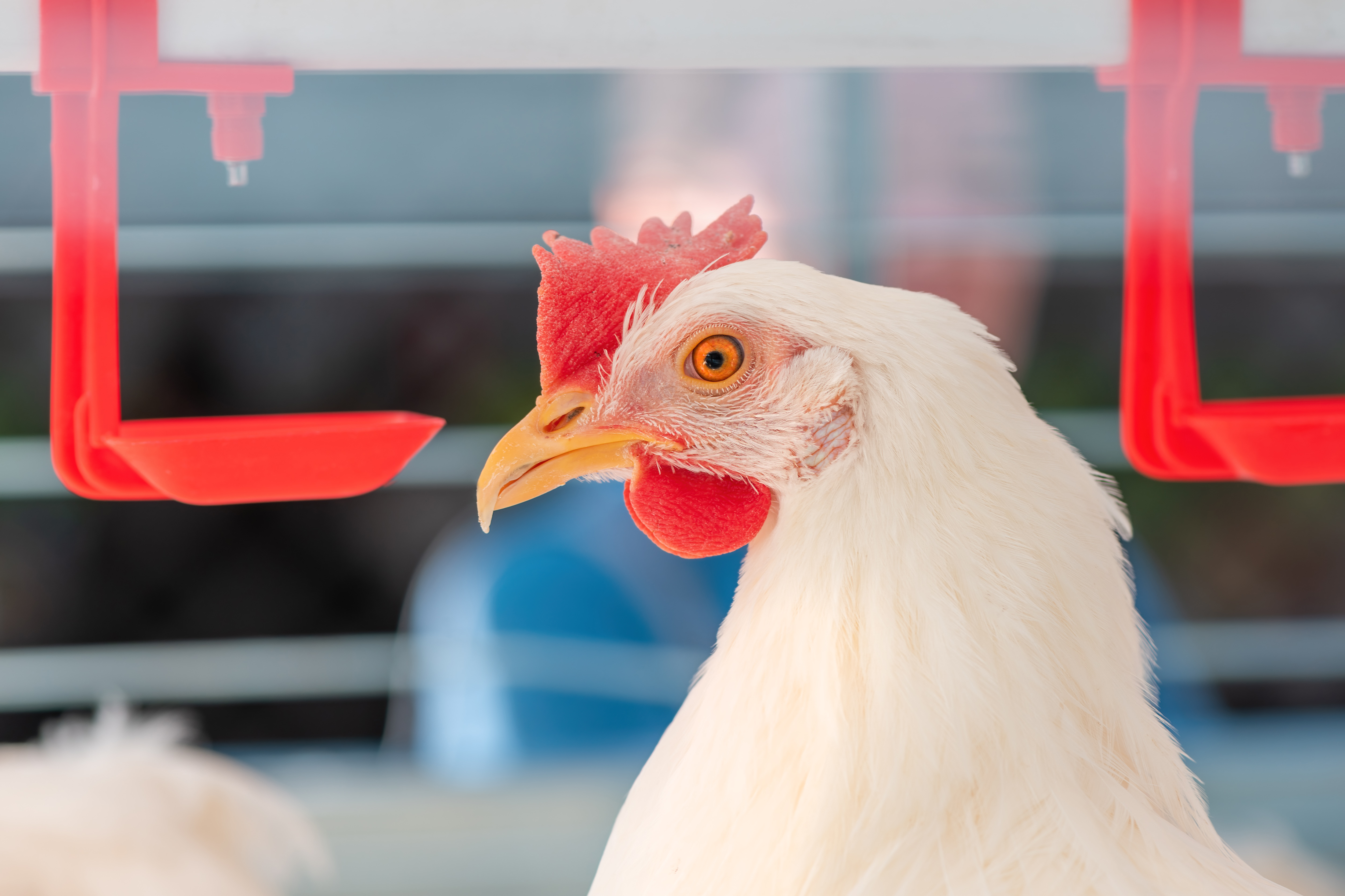 Boot sock sampling may help detect Salmonella in poultry | WATTPoultry.com