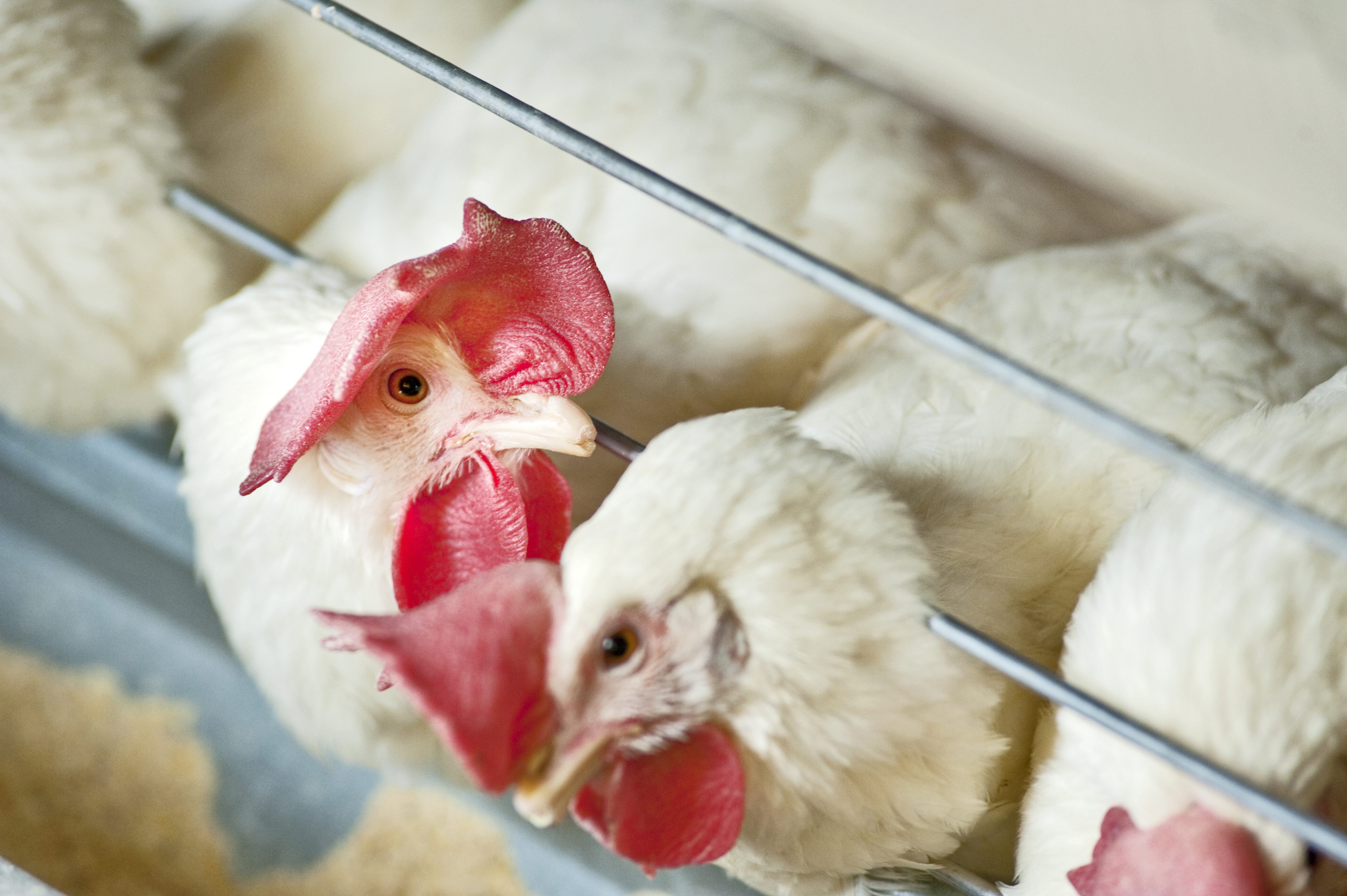 PA poultry service, trucking company expands into Ohio | WATTPoultry.com