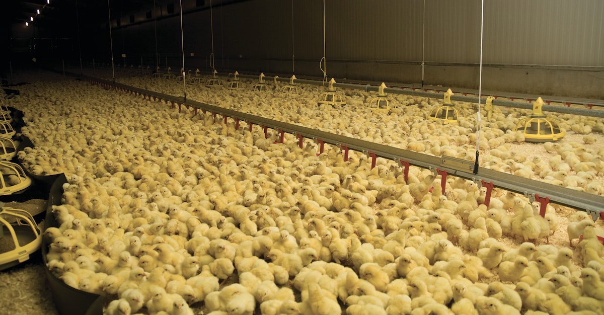 European Better Chicken Commitment progress slow | WATTPoultry.com