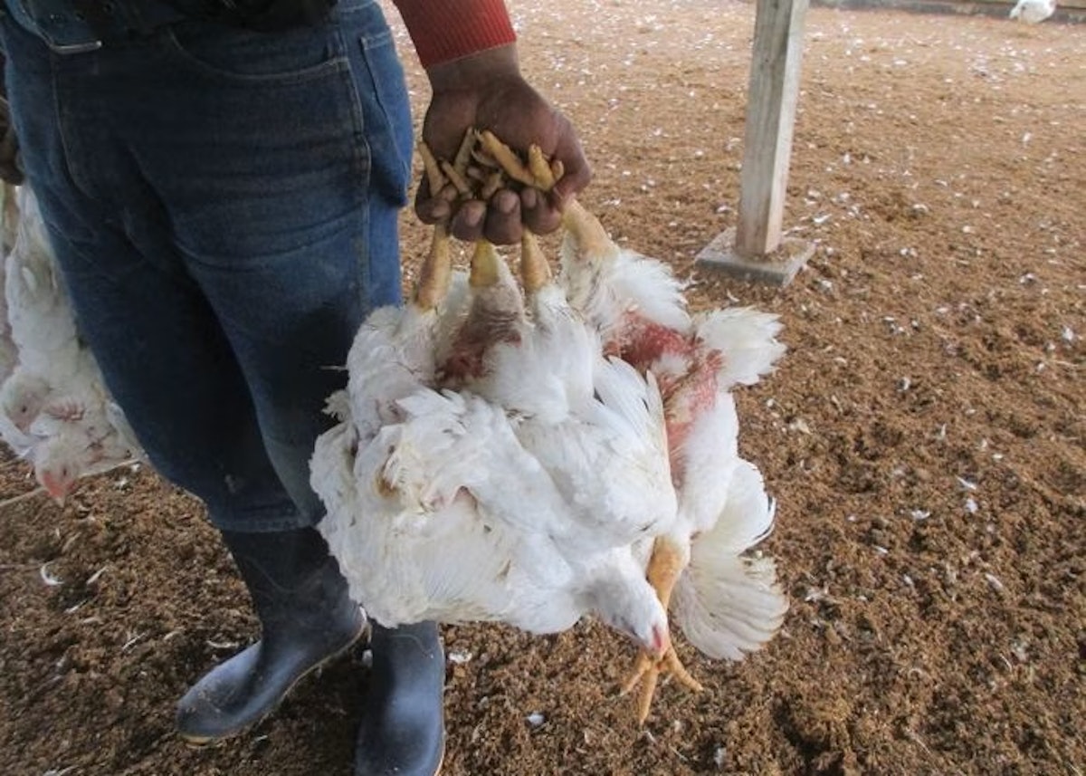 U.K. to amend legislation on poultry catching | WATTPoultry.com