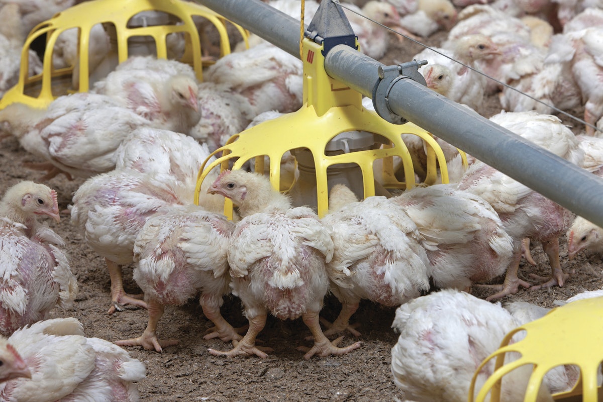 Brazil’s demand for poultry feed to rise in 2025 | WATTPoultry.com