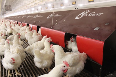 Vencomatic Van Gent Nest From: Vencomatic | WATTPoultry.com