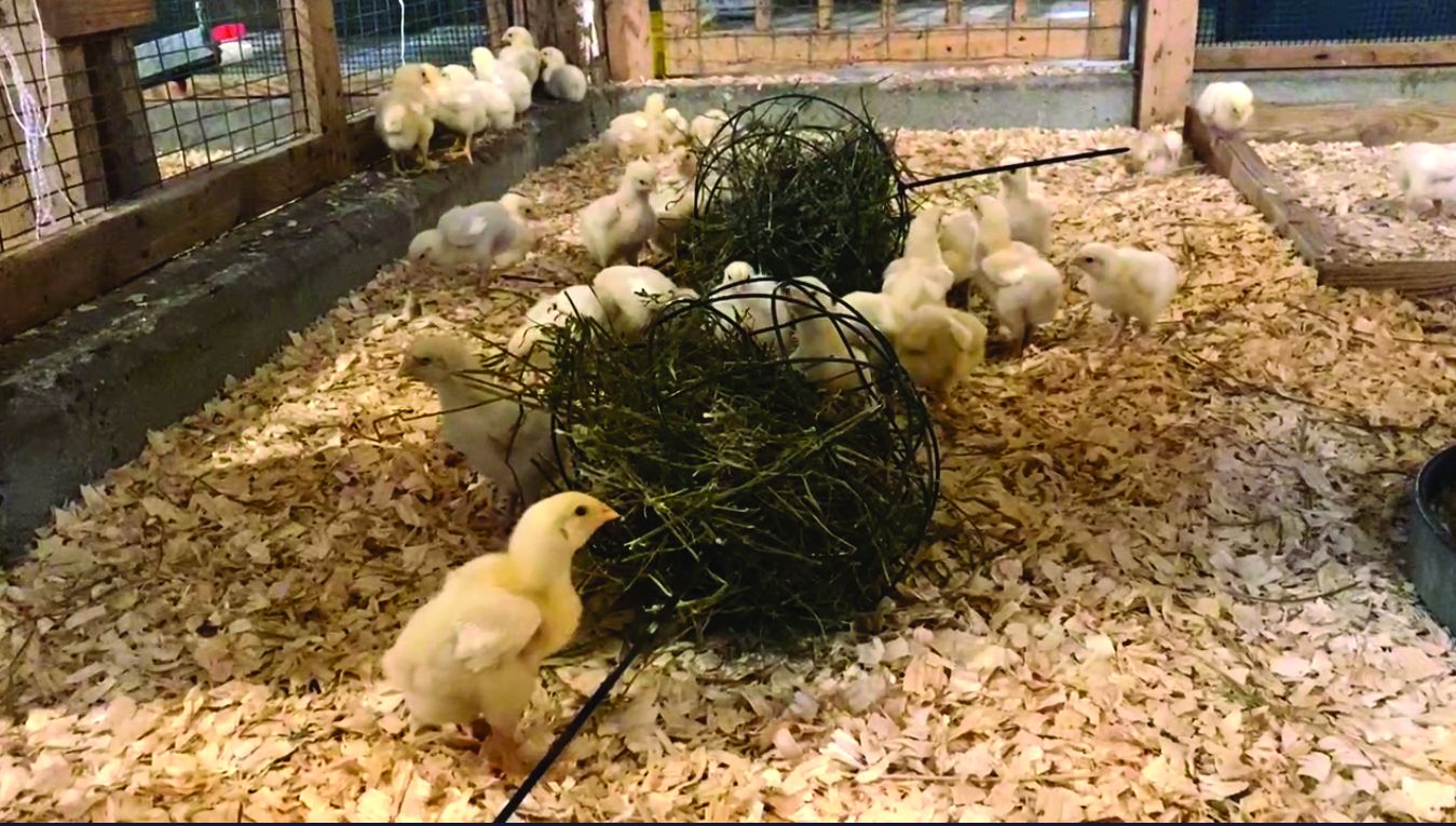 How poultry enrichment can benefit growers too | WATTPoultry.com