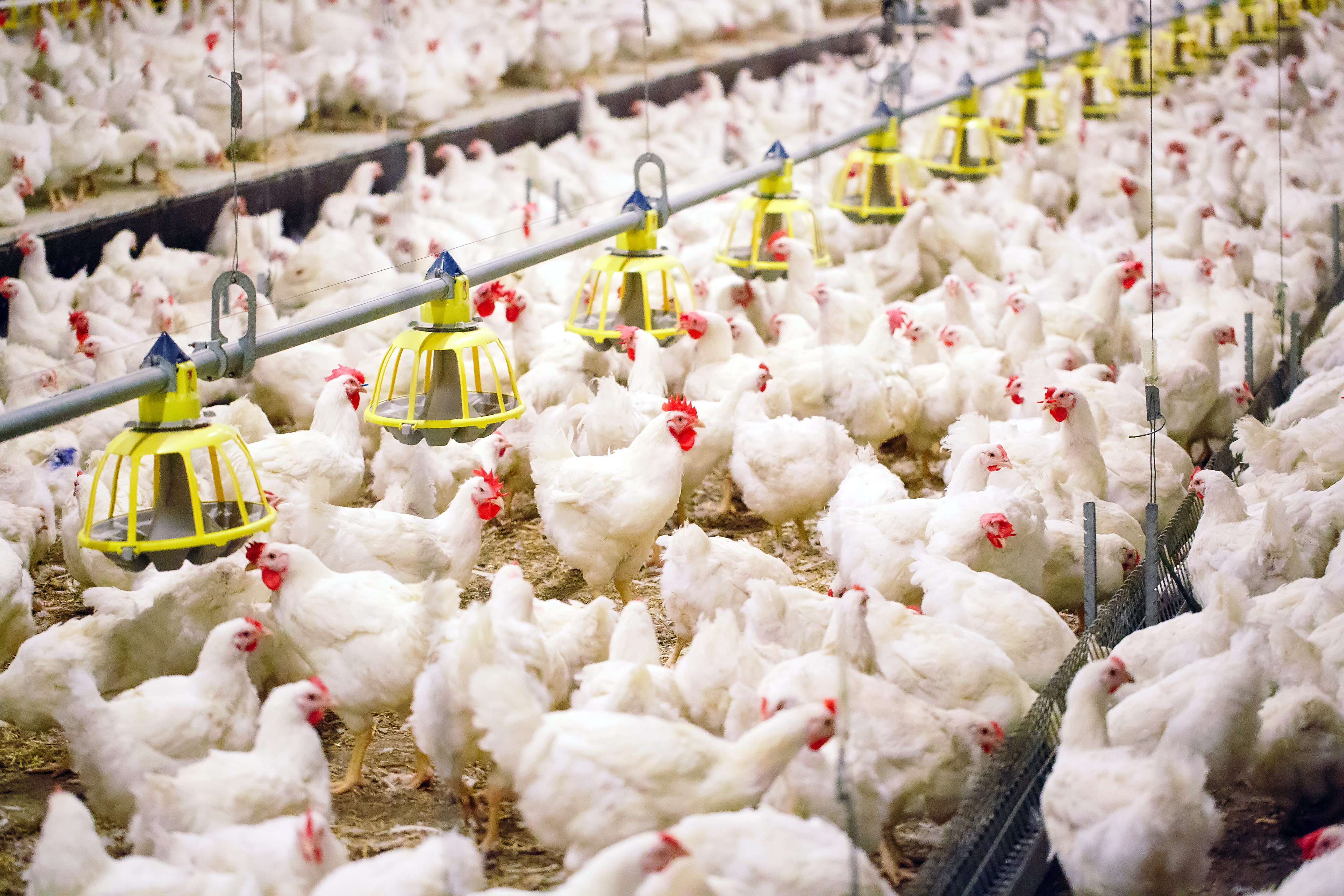 AI Vision System Optimizes Poultry Harvest Planning | WATTPoultry.com