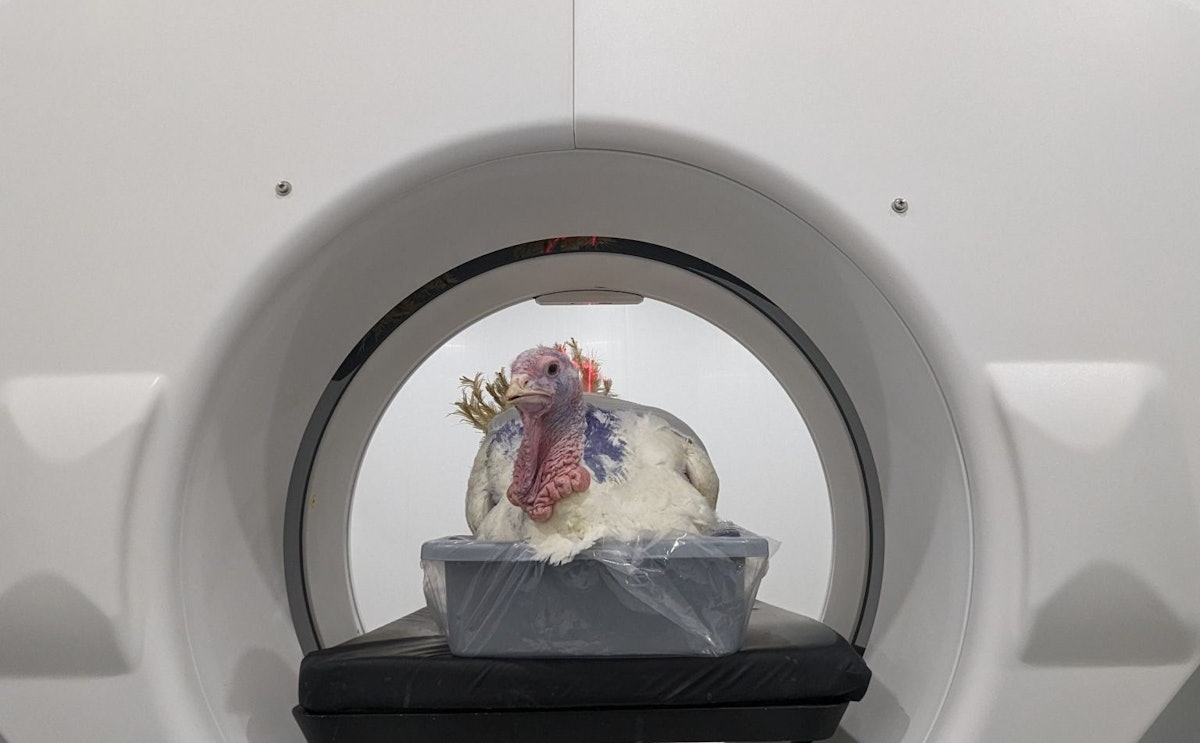 Hendrix invests to drive innovation in turkey genetics | WATTPoultry.com