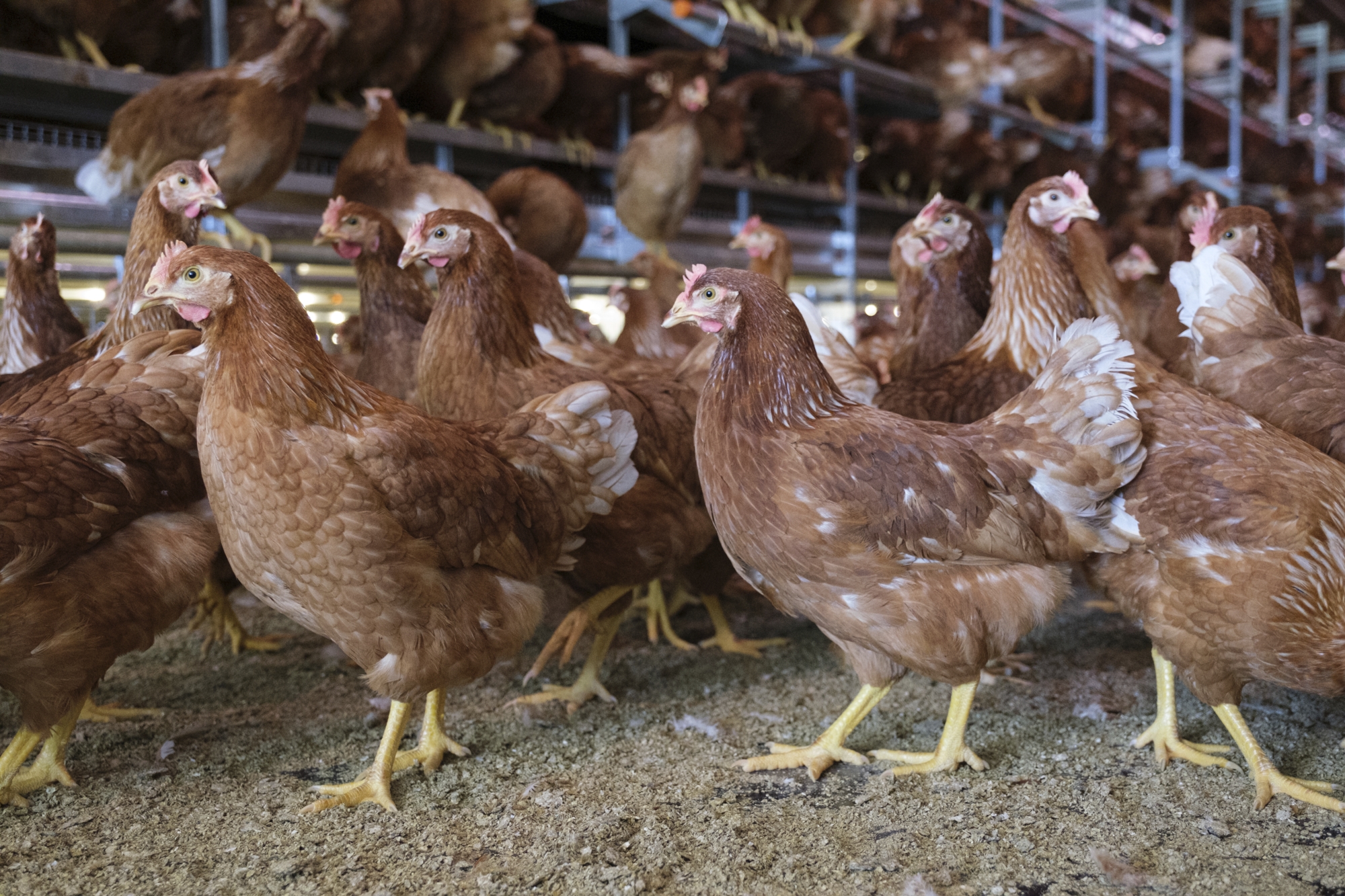 Personnel training needs improvement to prevent HPAI | WATTPoultry.com