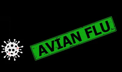 Japan, Philippines confirm first avian flu outbreaks of season ...