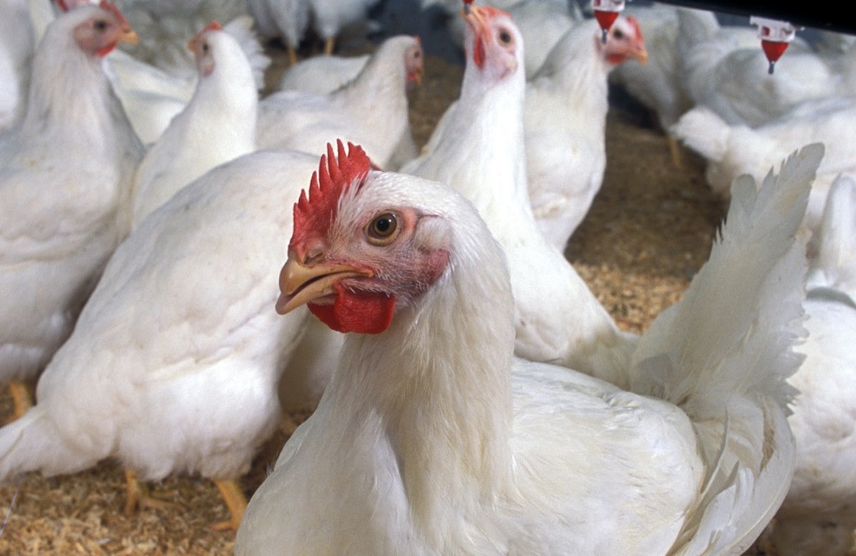 When it comes to bird weights, bigger is still better | WATTPoultry.com