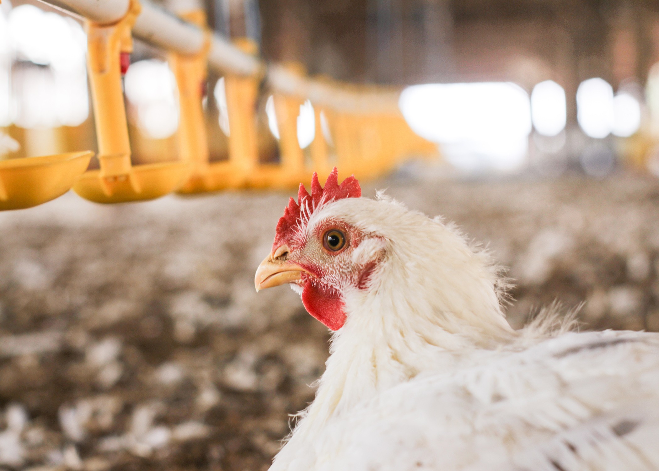 Poultry holds No. 1 spot among Mississippi ag commodities | WATTPoultry.com