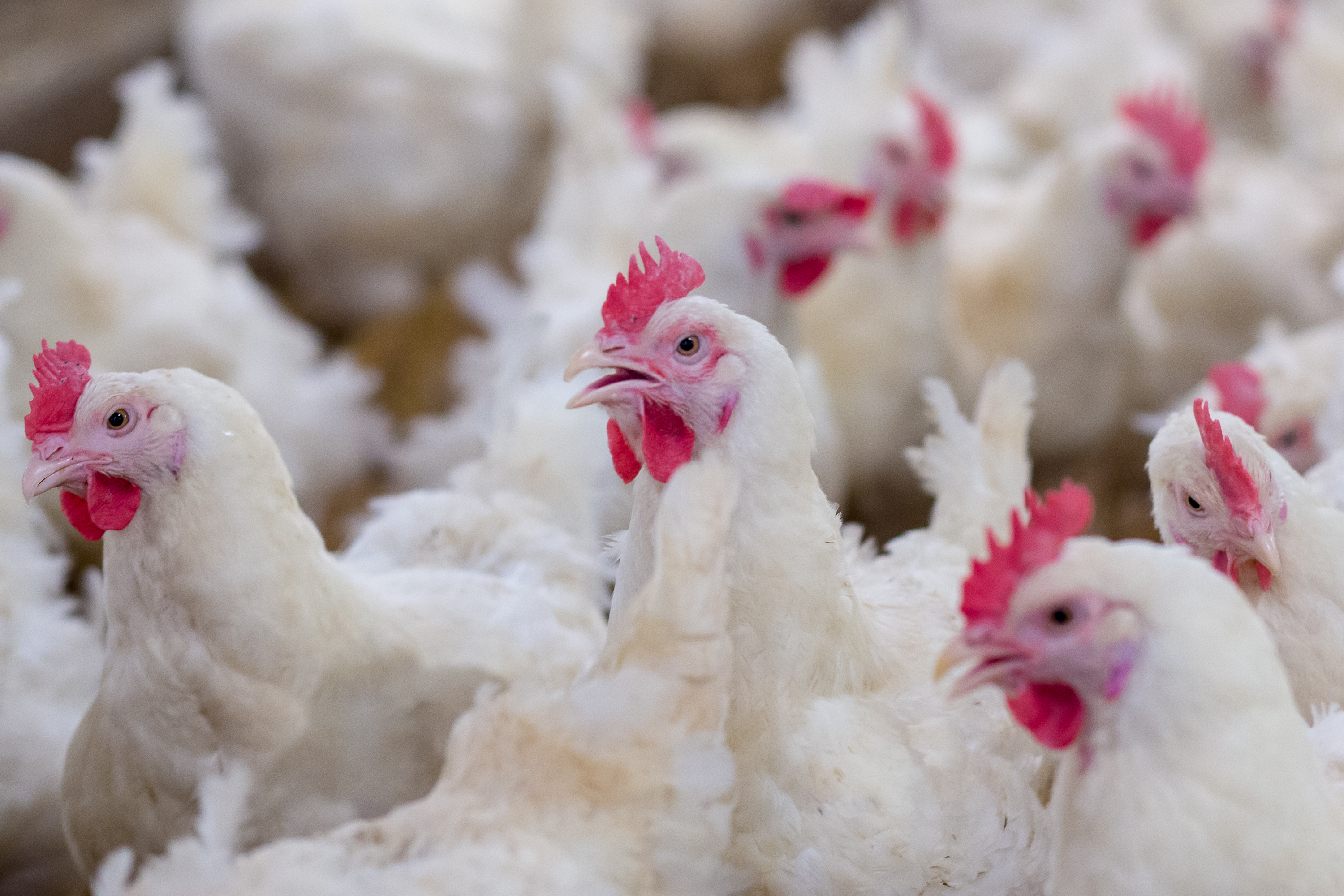 Poultry genetics research initiative marks decades of impact ...