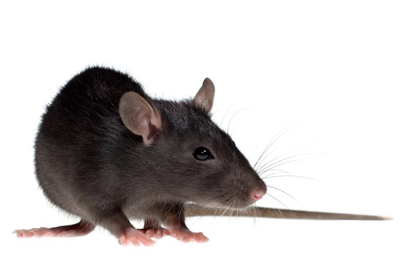 Poultry barn rodents might cost you more than you realize | WATTPoultry.com