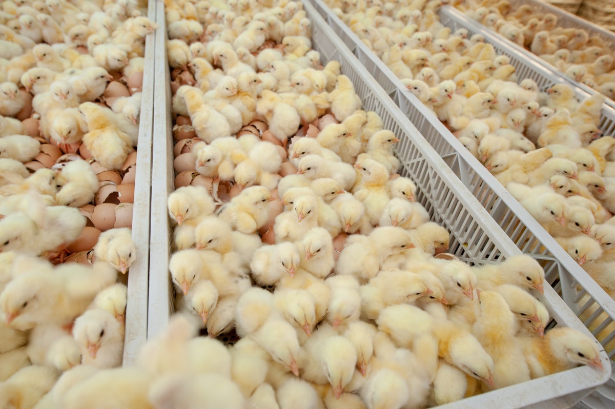 Broiler chick sex, weight sorting could improve uniformity ...