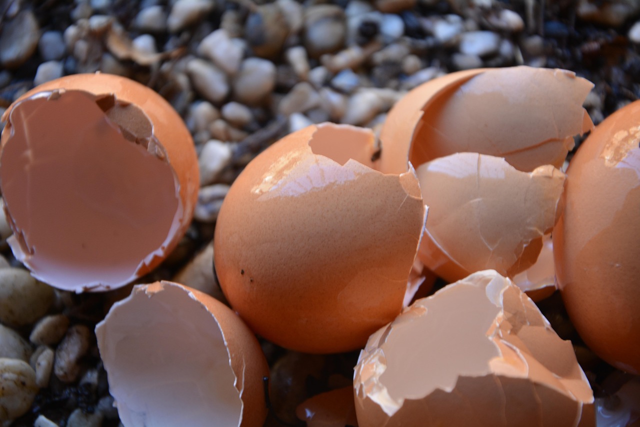 U.K. should be ashamed of egg sector betrayal | WATTPoultry.com