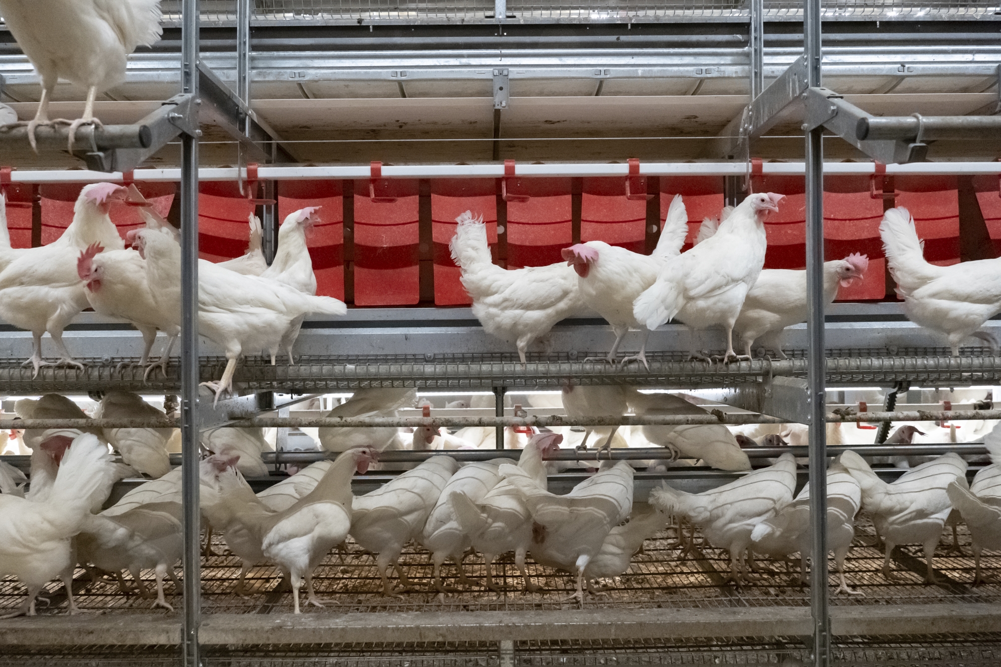 Nitrogen depopulation could help improve poultry welfare | WATTPoultry.com