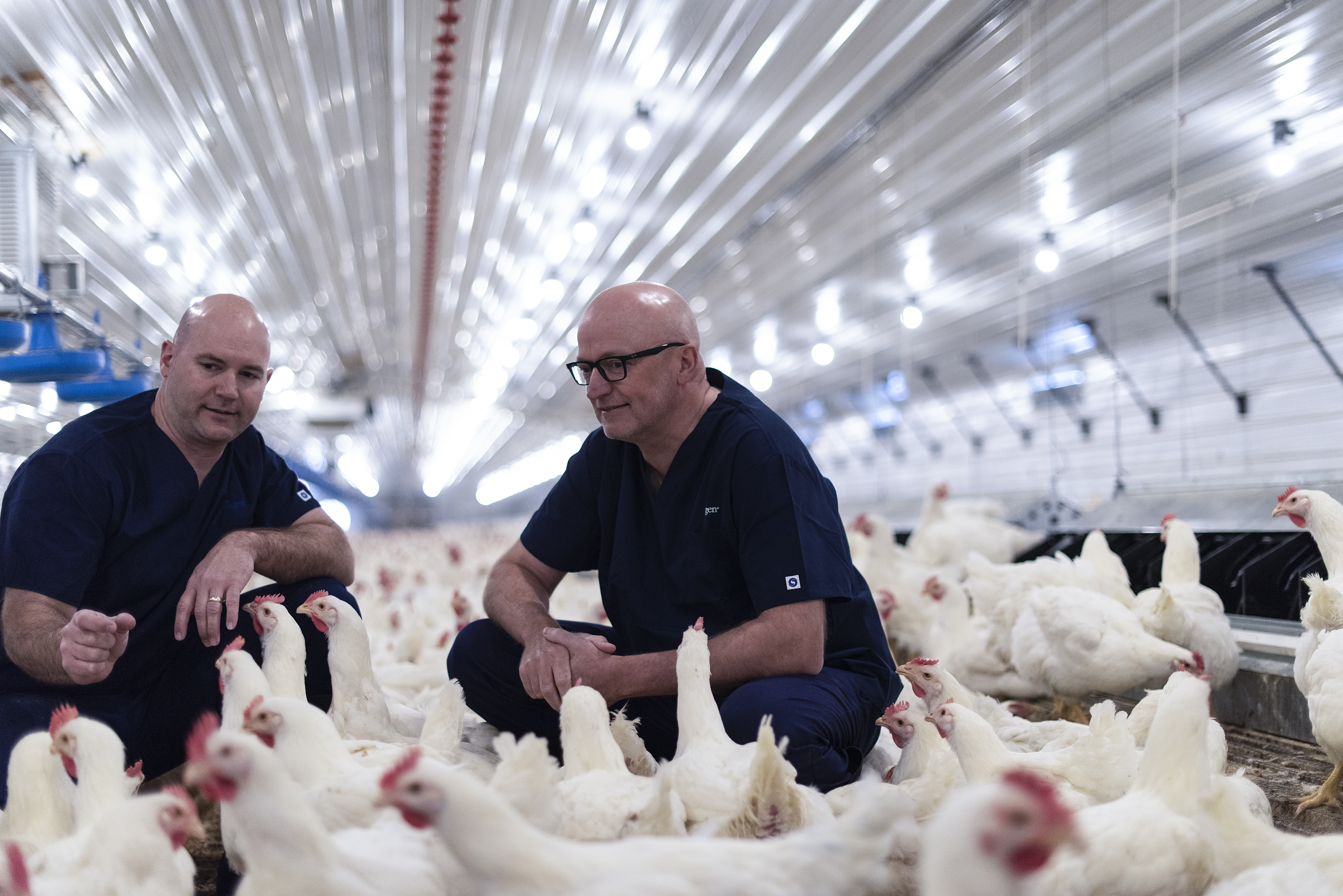 Prevention in practice: Resilient poultry production | WATTPoultry.com