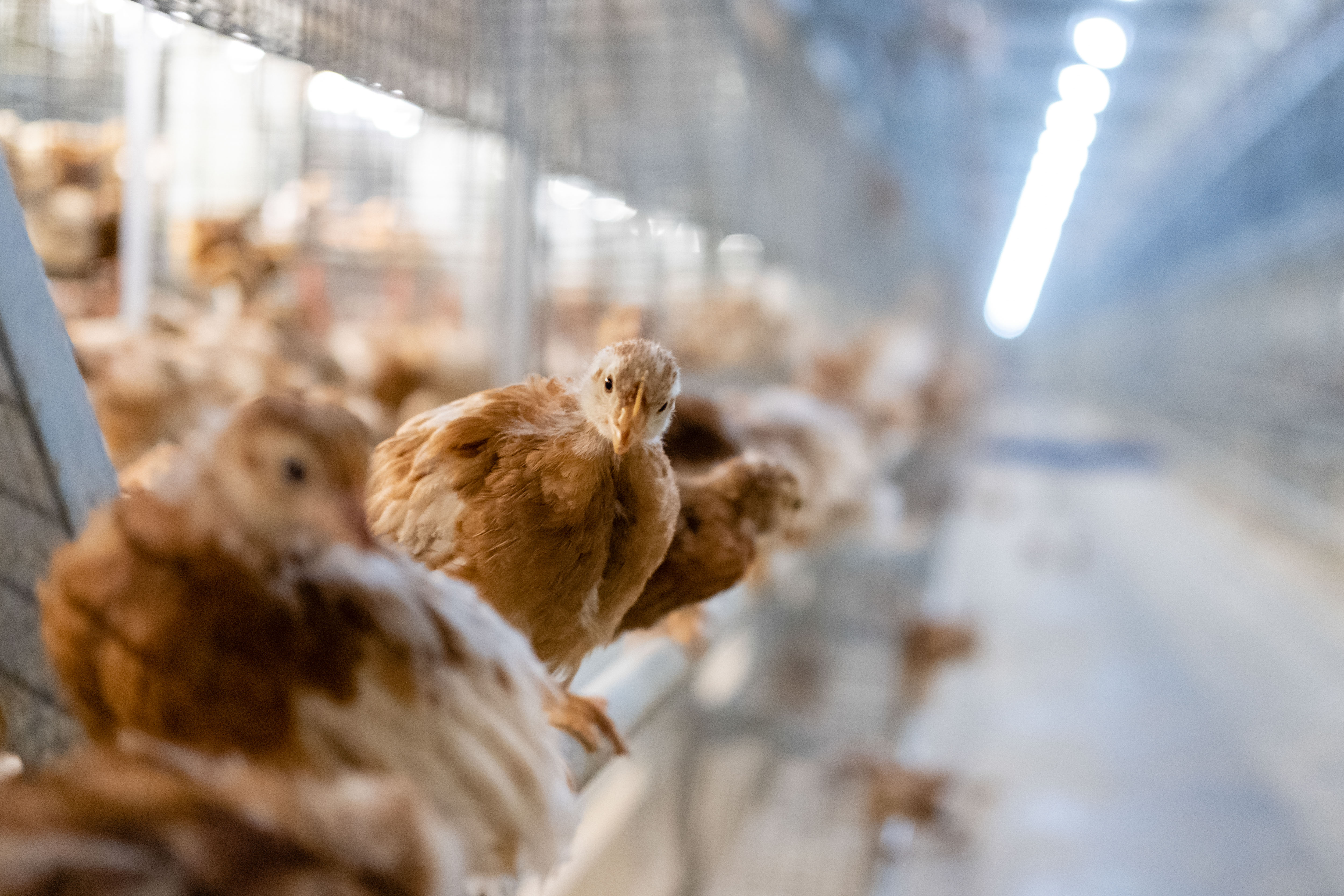 How MSU’s layer facility helped shape US cage-free systems ...