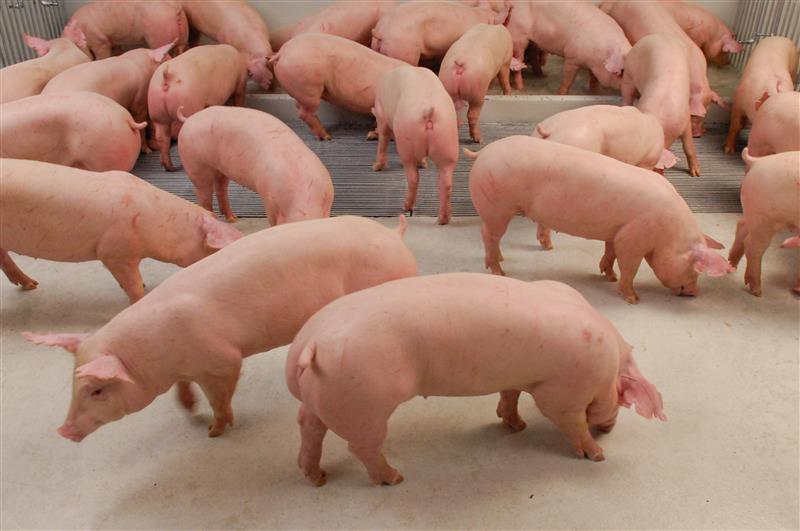 Pilgrim's Europe acquires Hermitage AI for pig operations | WATTPoultry.com