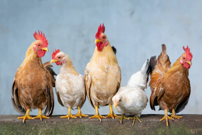 WOAH closes Newcastle disease cases for Malaysia, Timor-Leste ...