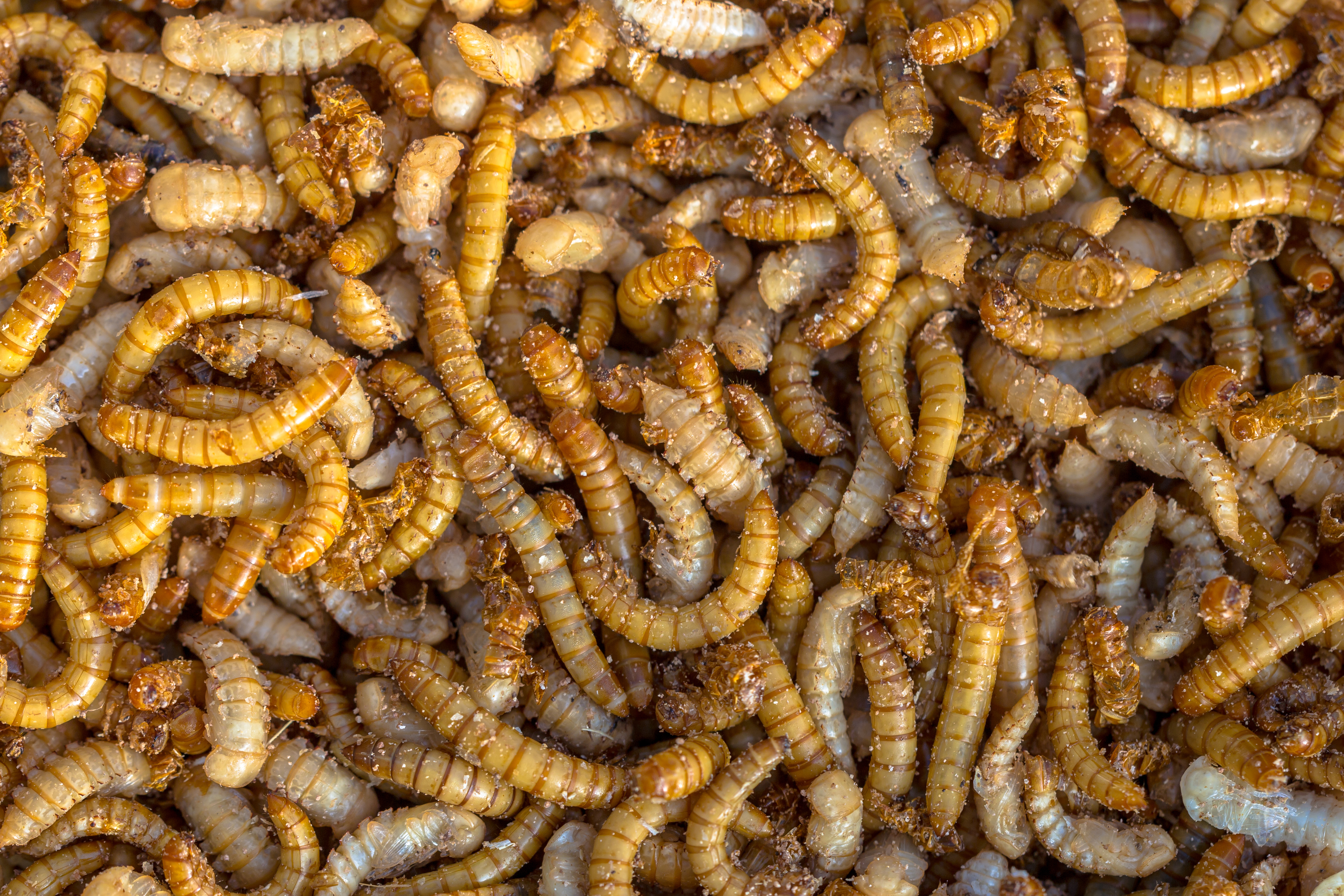 Mealworm-based HPAI vaccine could cut poultry losses | WATTPoultry.com