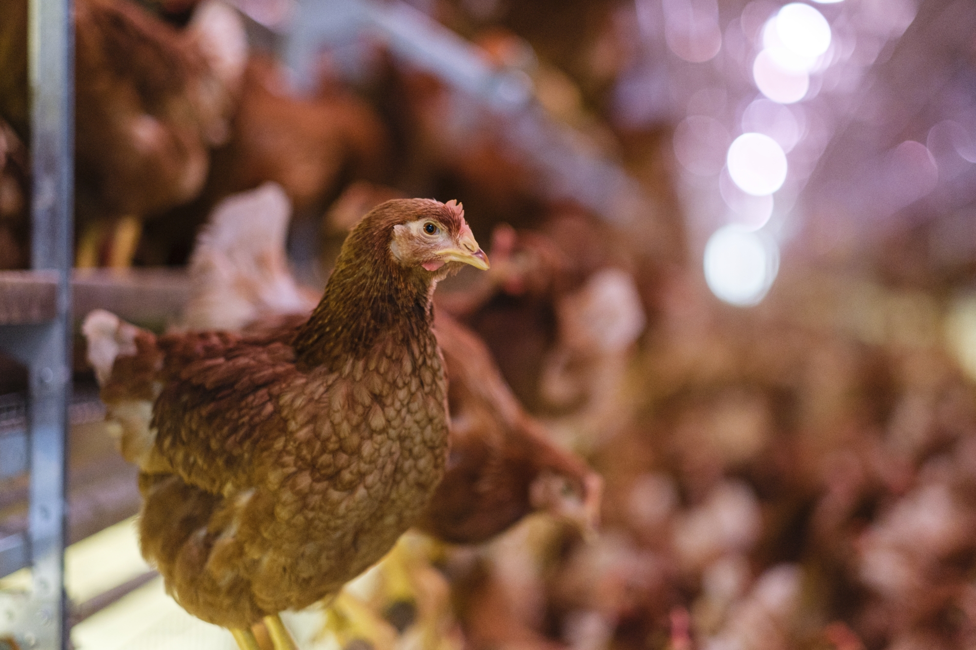 US poultry industry's biggest disease threats in 2026 | WATTPoultry.com