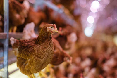 US poultry industry's biggest disease threats in 2026 | WATTPoultry.com