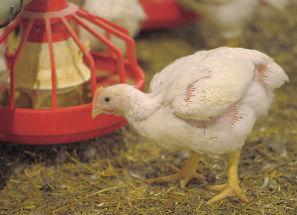 2 Sisters takes aim at net zero with feed shift | WATTPoultry.com