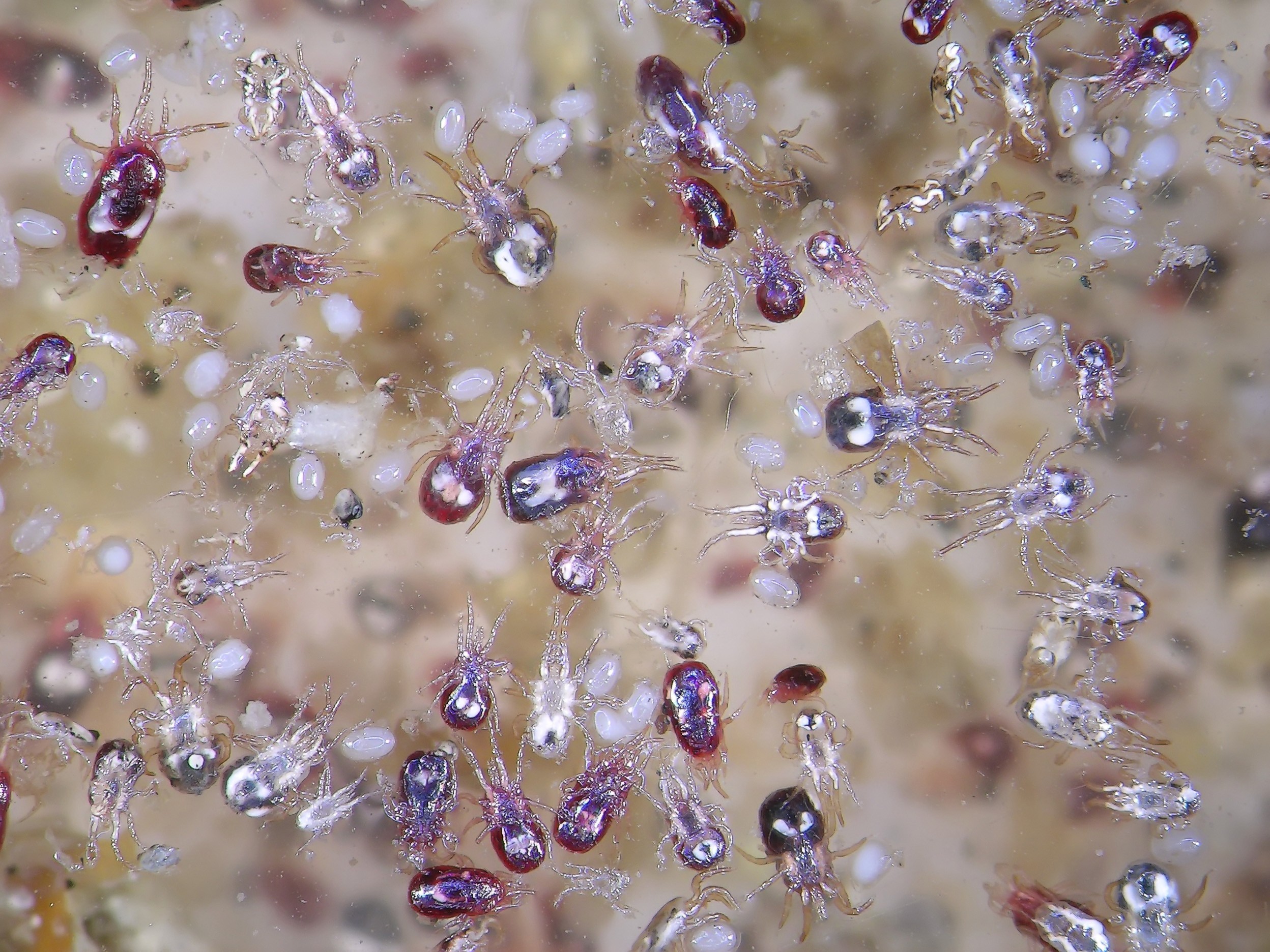 External Parasites in Poultry: Control Strategies | WATTPoultry.com