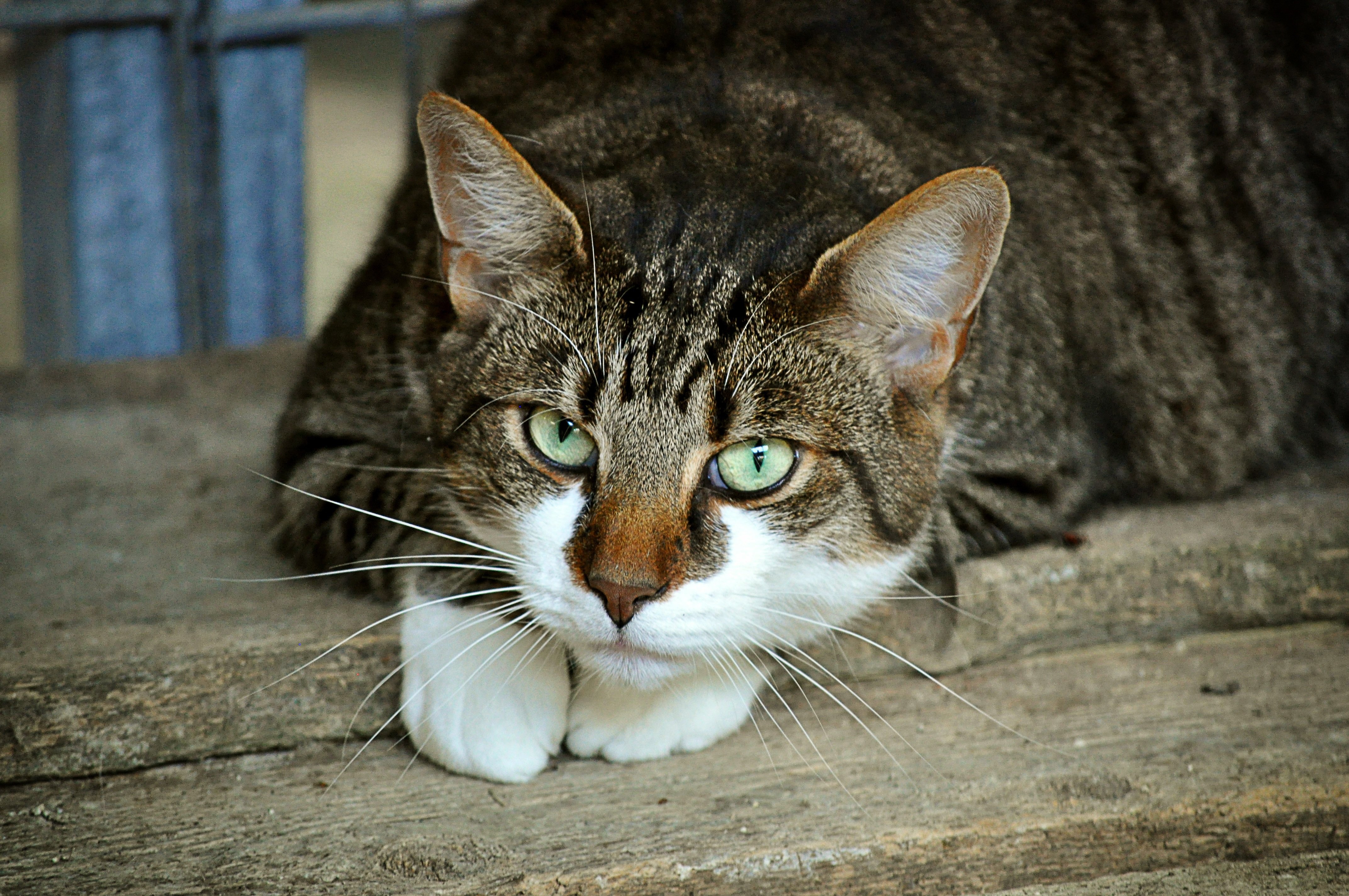 CDC confirms cat-to-human transmission of avian influenza | WATTPoultry.com