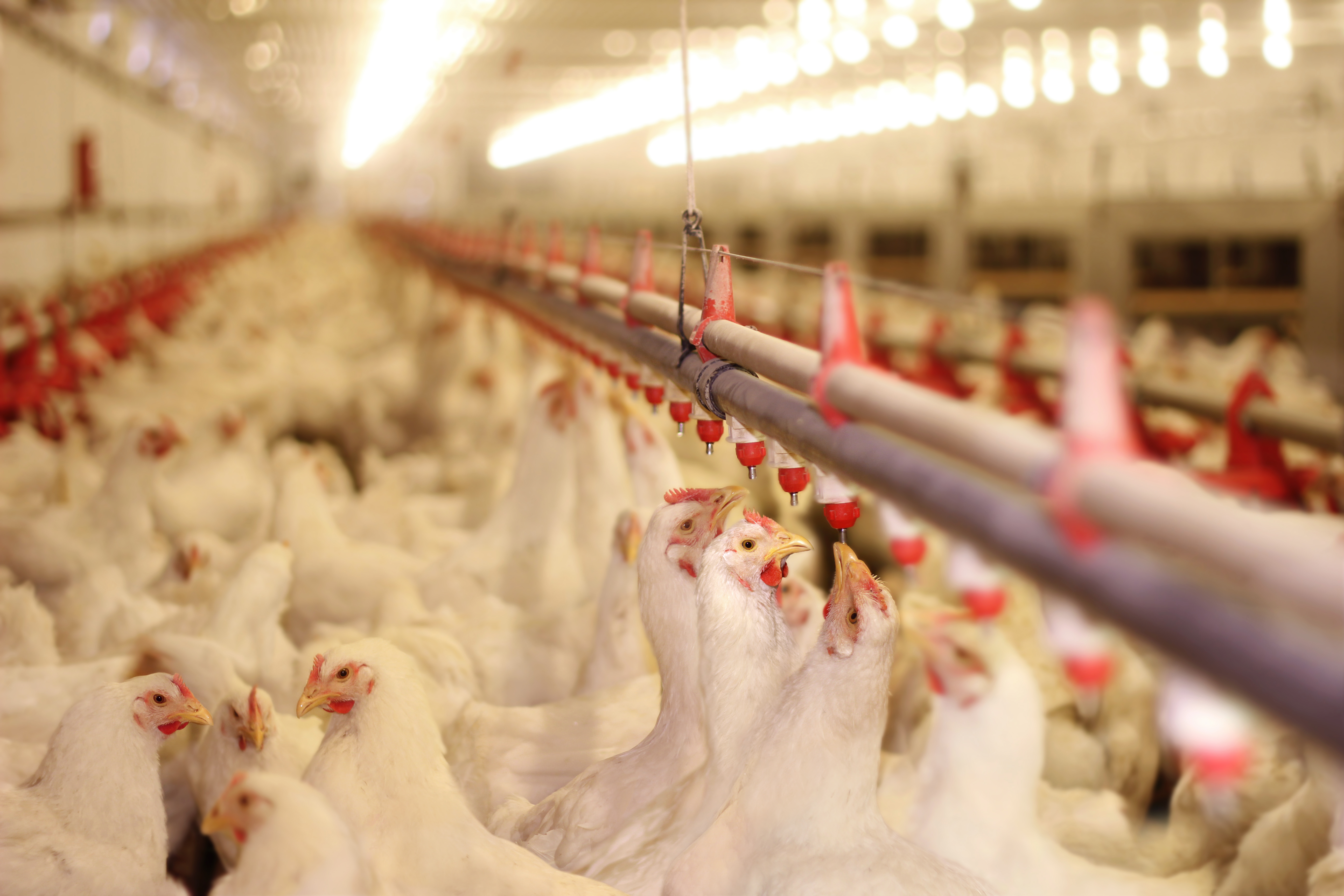 Munters acquires AI-driven poultry monitoring company | WATTPoultry.com