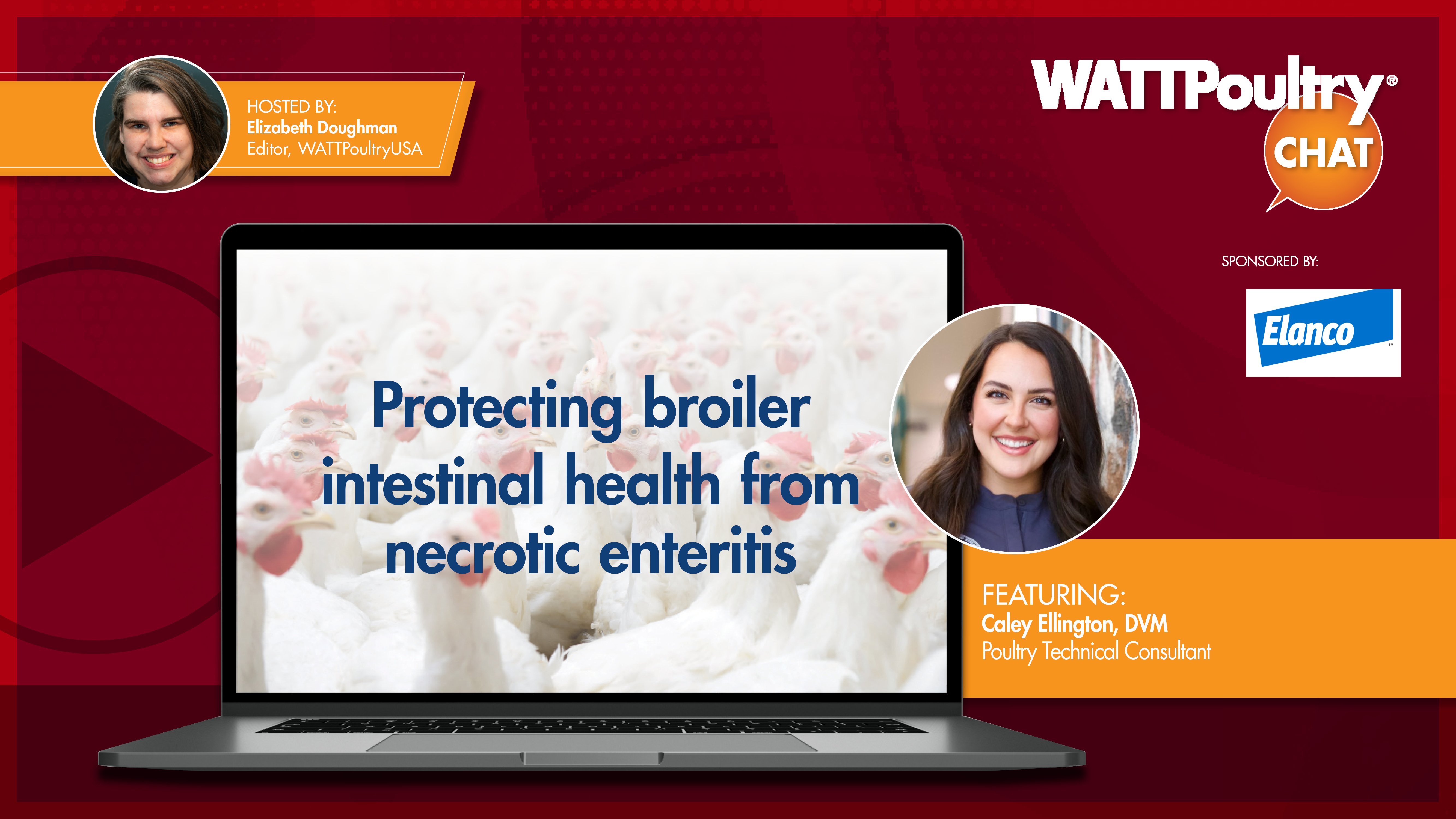 Protecting broiler intestinal health from necrotic enteritis [VIDEO ...